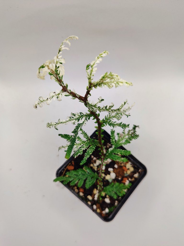 Buy Selaginella Papua 'snow' | Zephyr Terra