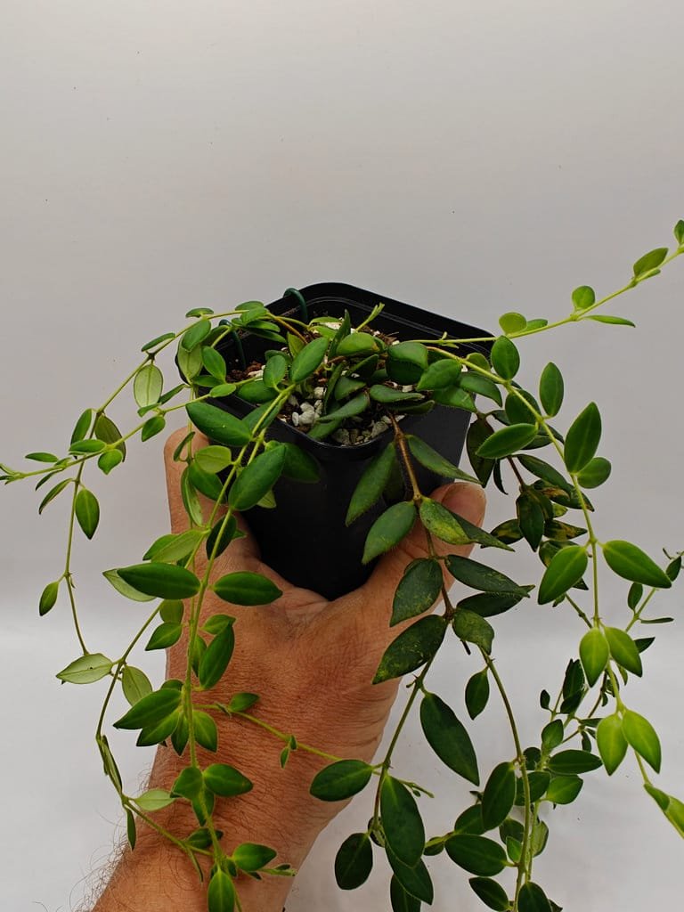 Buy Aeschynanthus gracilis | Zephyr Terra