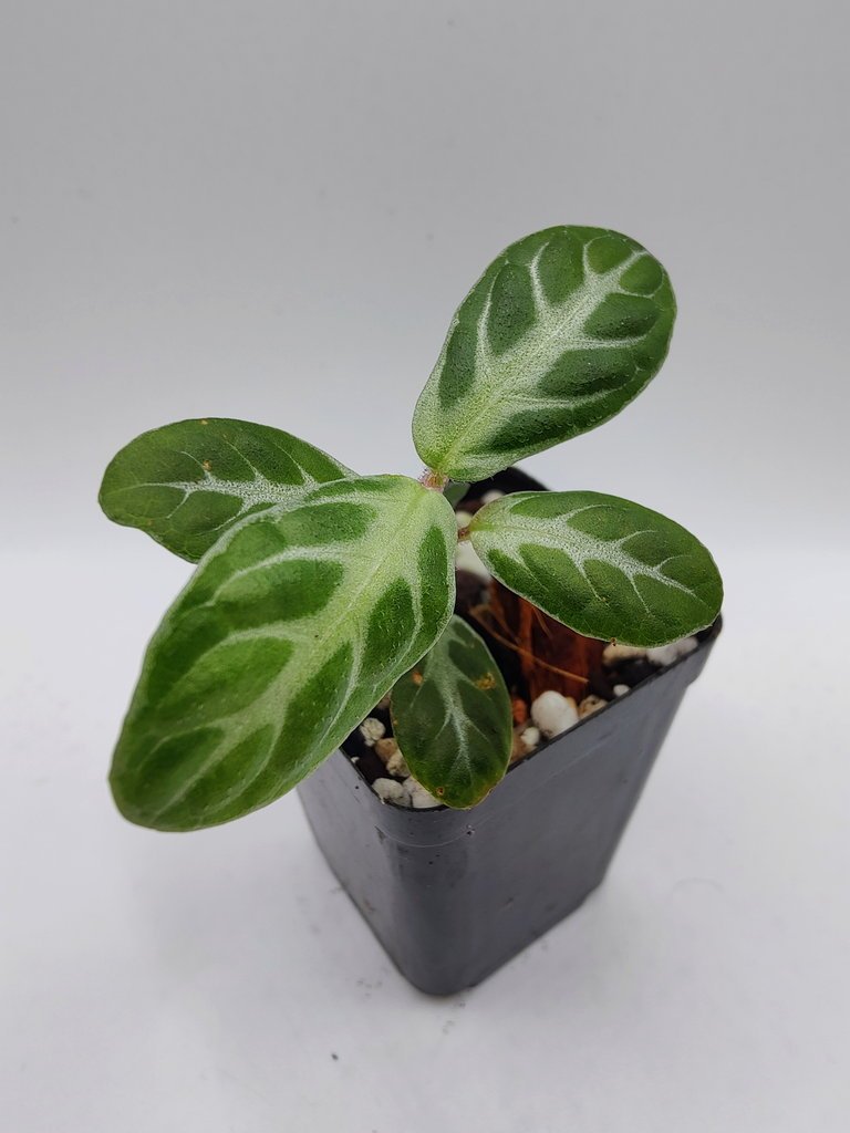 Buy Argostemma sp West Kalimantan | Zephyr Terra