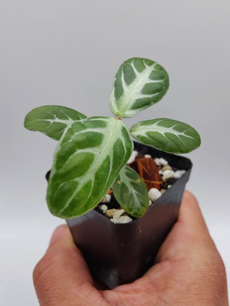 Buy Argostemma sp West Kalimantan | Zephyr Terra