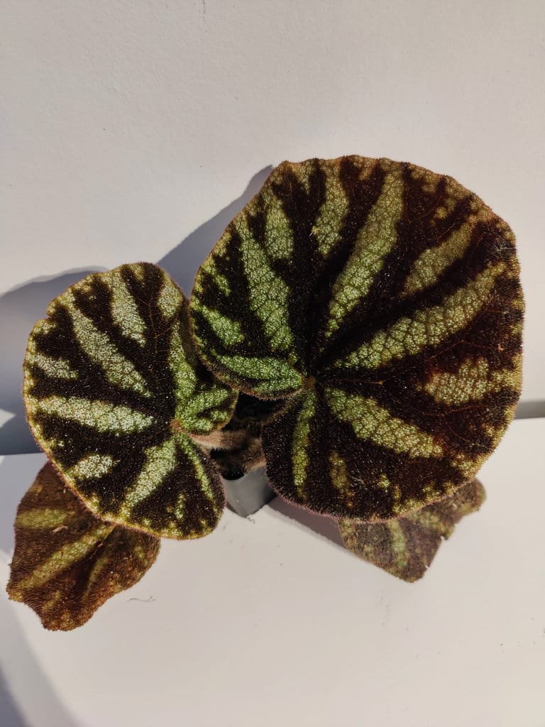 Buy Begonia kui | Zephyr Terra