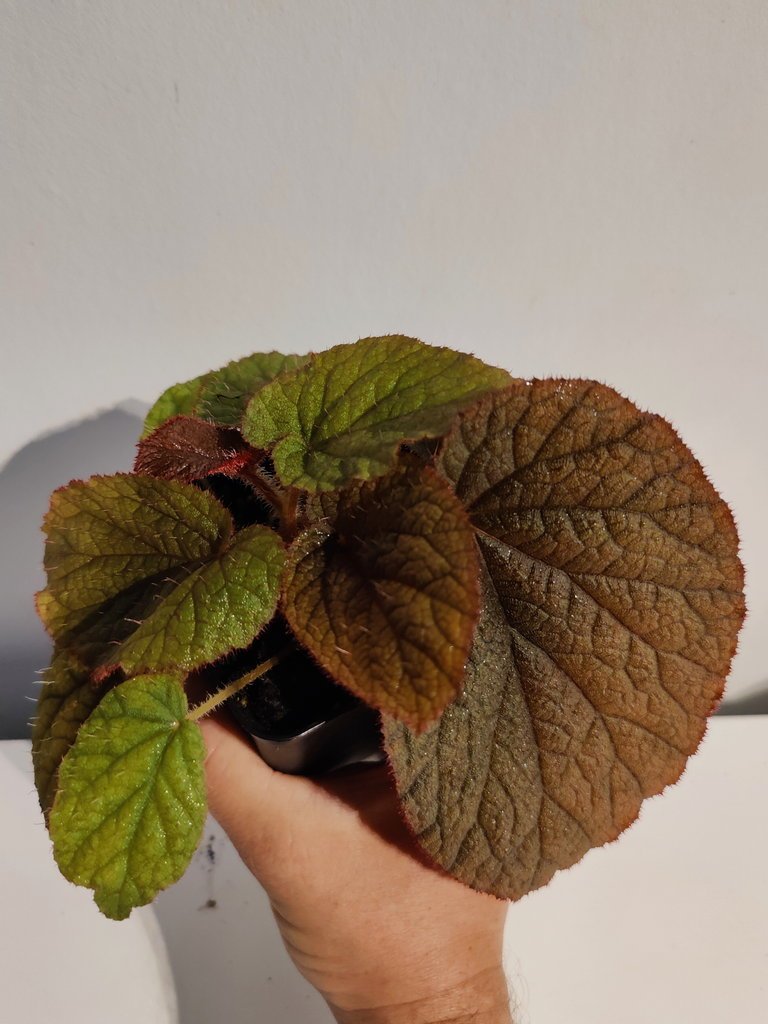 Buy Begonia sp Vietnam red | Zephyr Terra