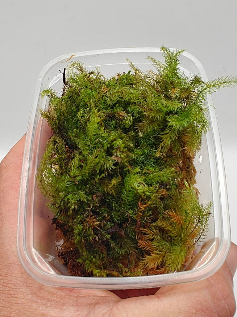 Buy Borneo feather moss | Zephyr Terra