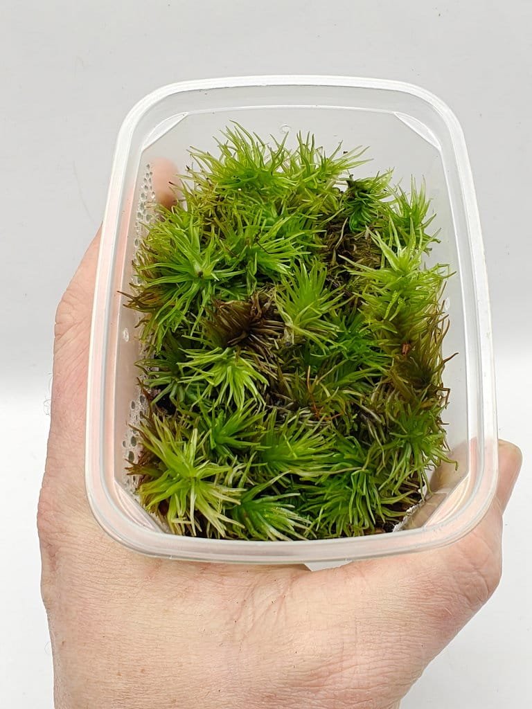 Buy Borneo star moss | Zephyr Terra