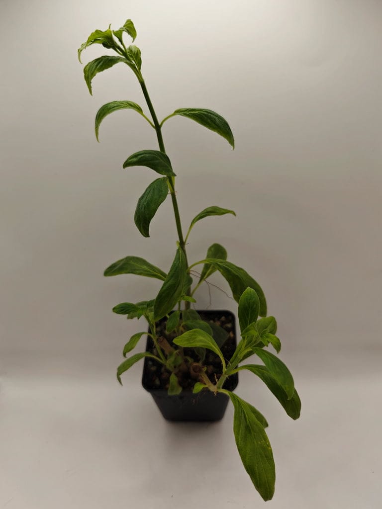 Buy Columnea schiedeana | Zephyr Terra