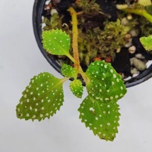 Buy Sarcopyramis sp Sumatra green | Zephyr Terra