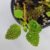 Buy Sarcopyramis sp Sumatra green | Zephyr Terra