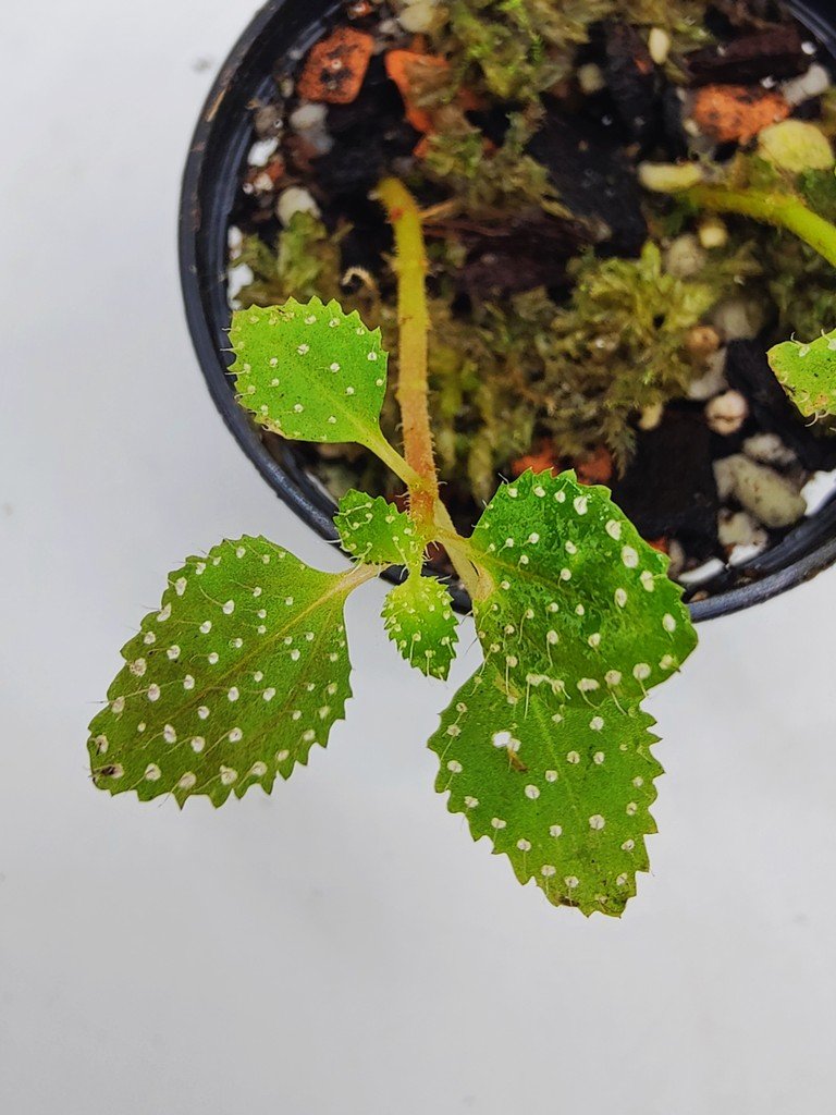 Buy Sarcopyramis sp Sumatra green | Zephyr Terra