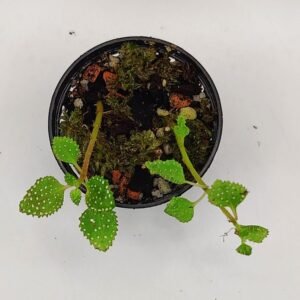 Buy Sarcopyramis sp Sumatra green | Zephyr Terra