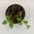 Buy Sarcopyramis sp Sumatra green | Zephyr Terra