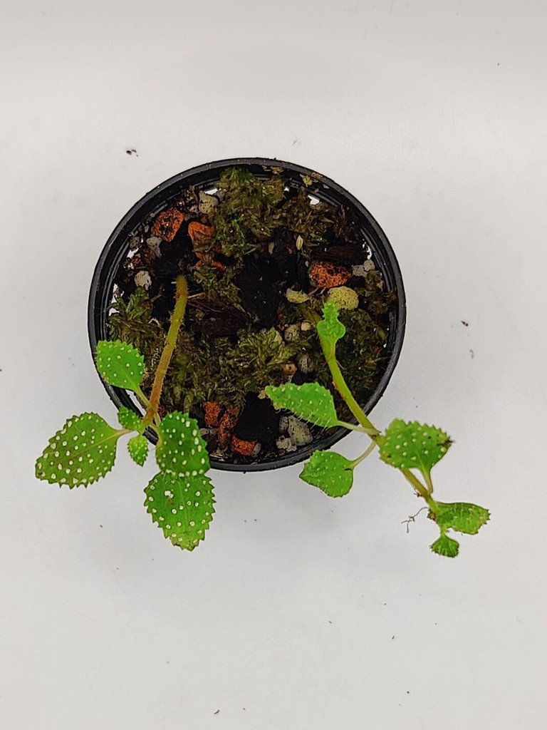 Buy Sarcopyramis sp Sumatra green | Zephyr Terra