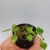 Buy Sarcopyramis sp Sumatra green | Zephyr Terra