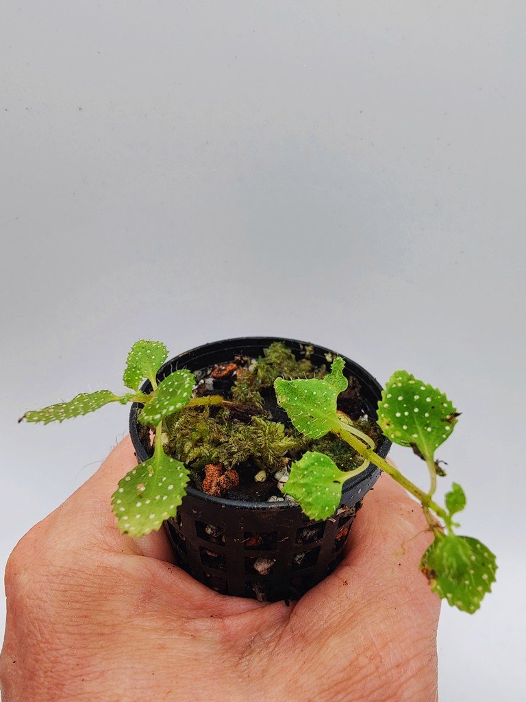 Buy Sarcopyramis sp Sumatra green | Zephyr Terra