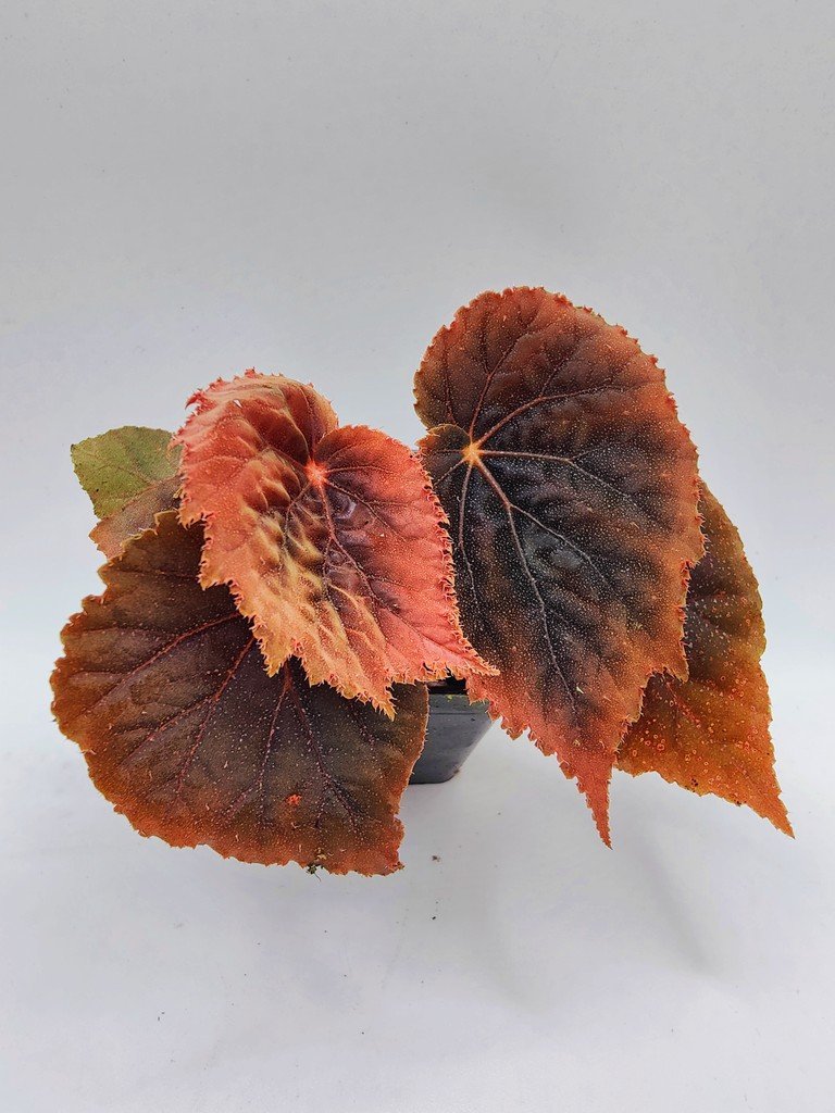 Buy Begonia schmidtiana x U485 | Zephyr Terra