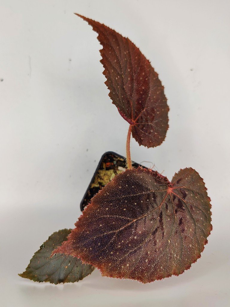 Buy Begonia U485 x jiewhoei | Zephyr Terra