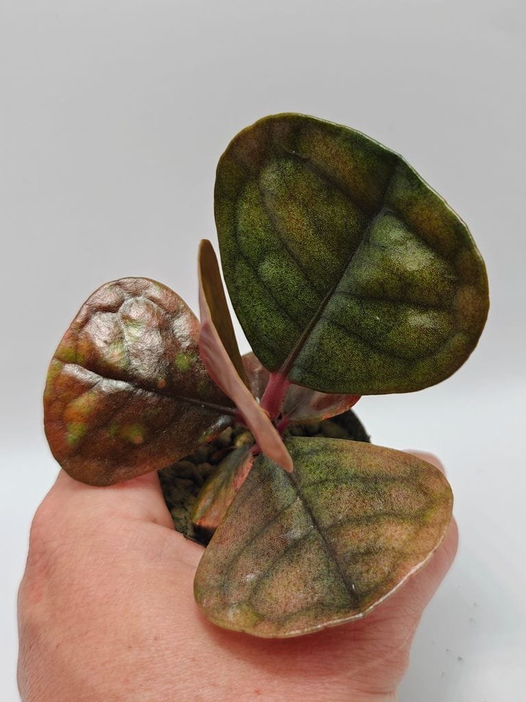 Buy Labisia sp Borneo | Zephyr Terra