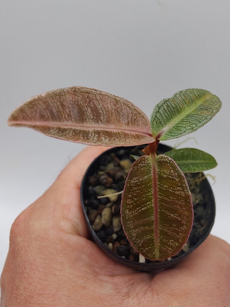 Buy Labisia sp Riau | Zephyr Terra