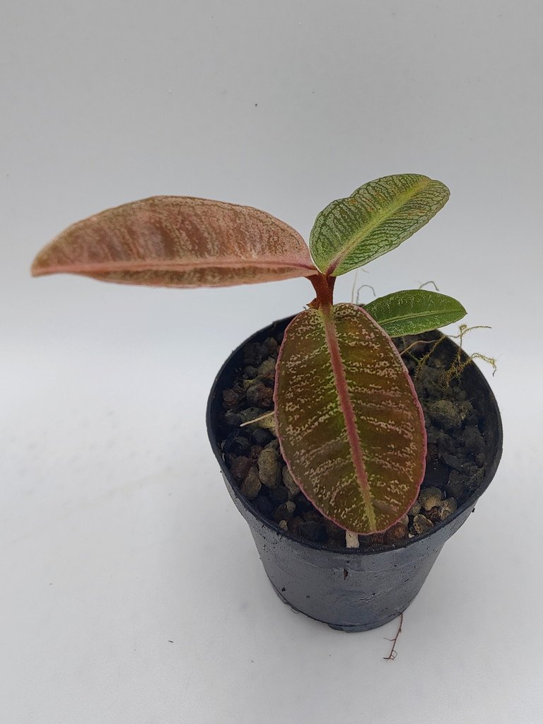 Buy Labisia sp Riau | Zephyr Terra