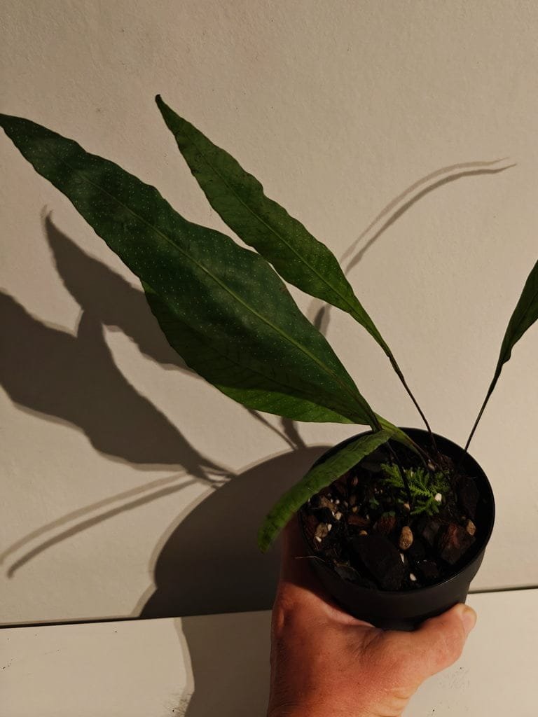 Buy Microgramma aff percussa | Zephyr Terra