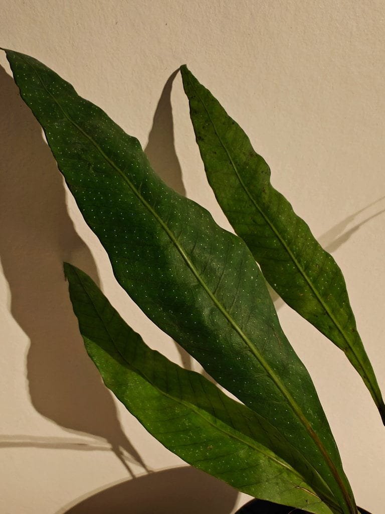 Buy Microgramma aff percussa | Zephyr Terra