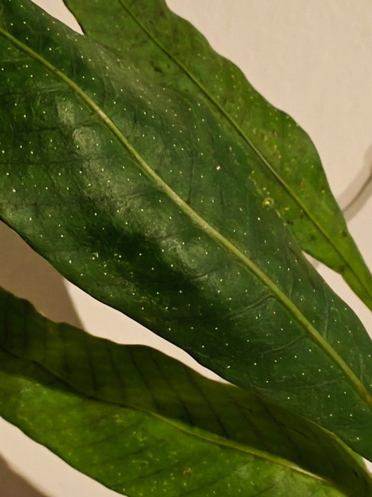 Buy Microgramma aff percussa | Zephyr Terra