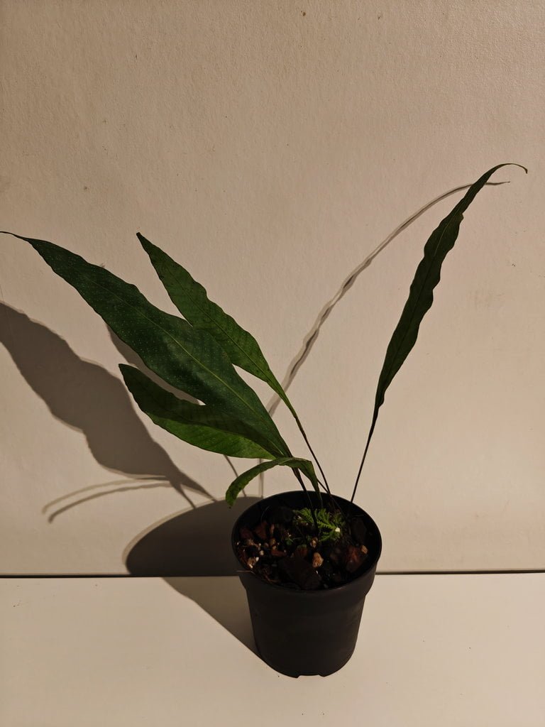 Buy Microgramma aff percussa | Zephyr Terra