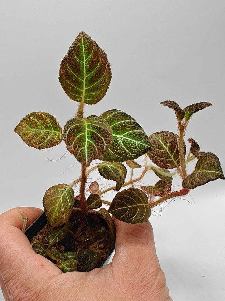 Buy Pearcea hypocyrtiflora | Zephyr Terra