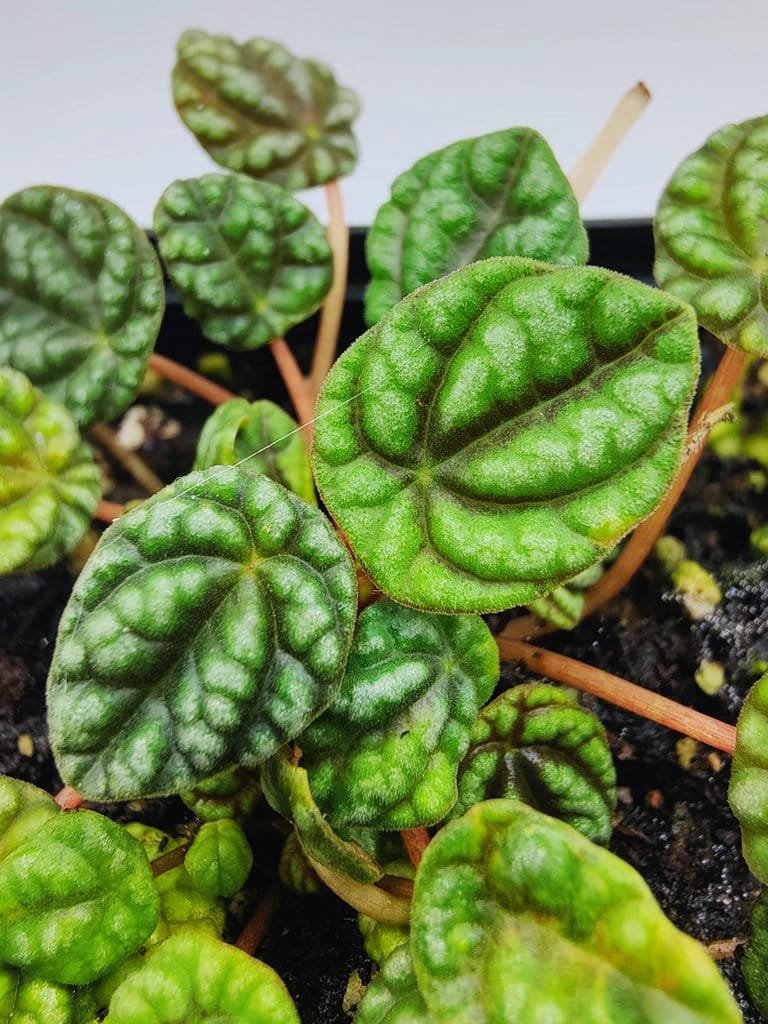 Buy Peperomia caperata mini | Zephyr Terra