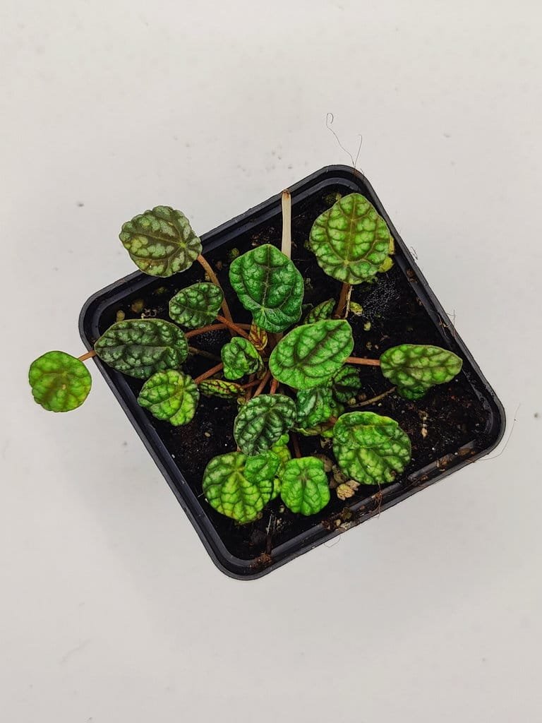 Buy Peperomia caperata mini | Zephyr Terra