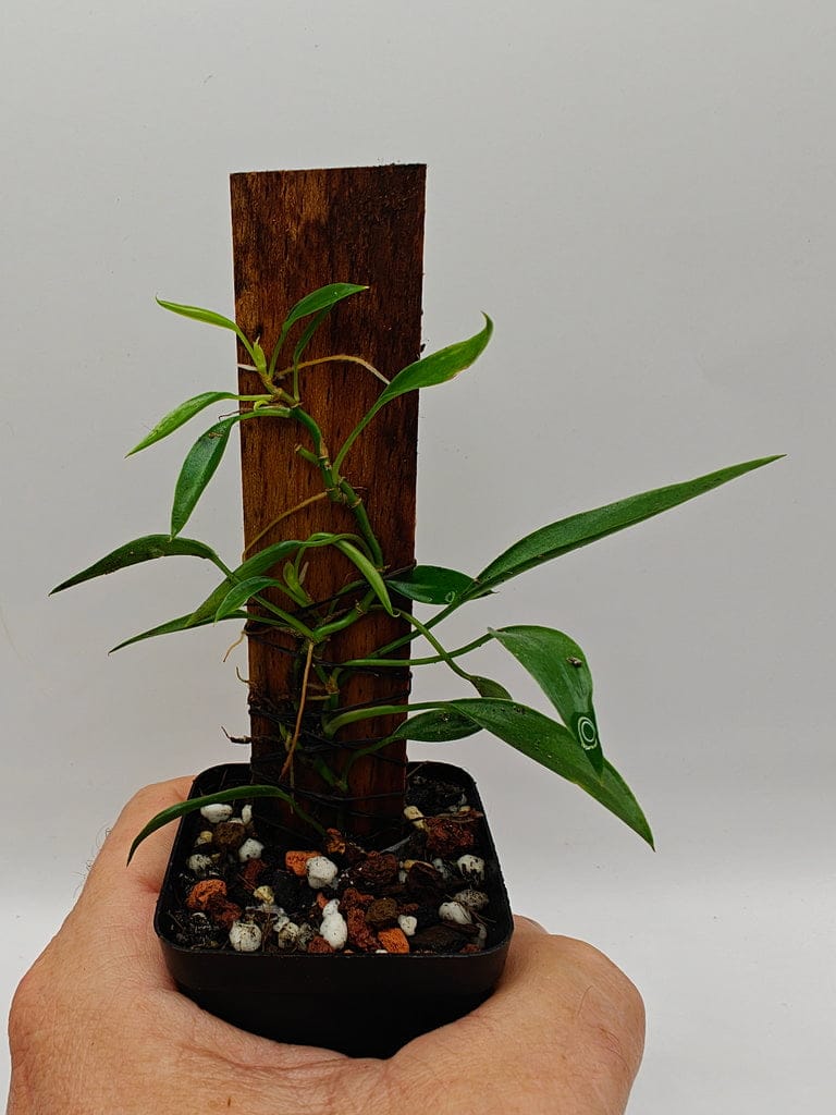 Buy Philodendron sp Peru mini | Zephyr Terra