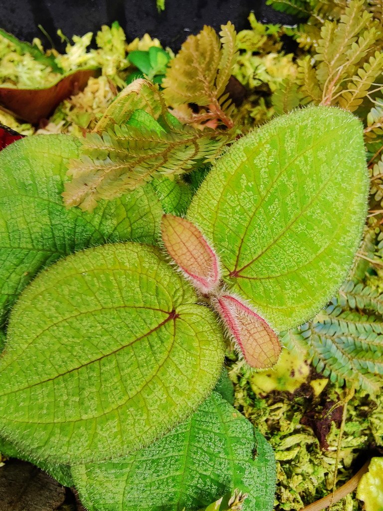 Buy Phyllagathis prostrata seeds | Zephyr Terra