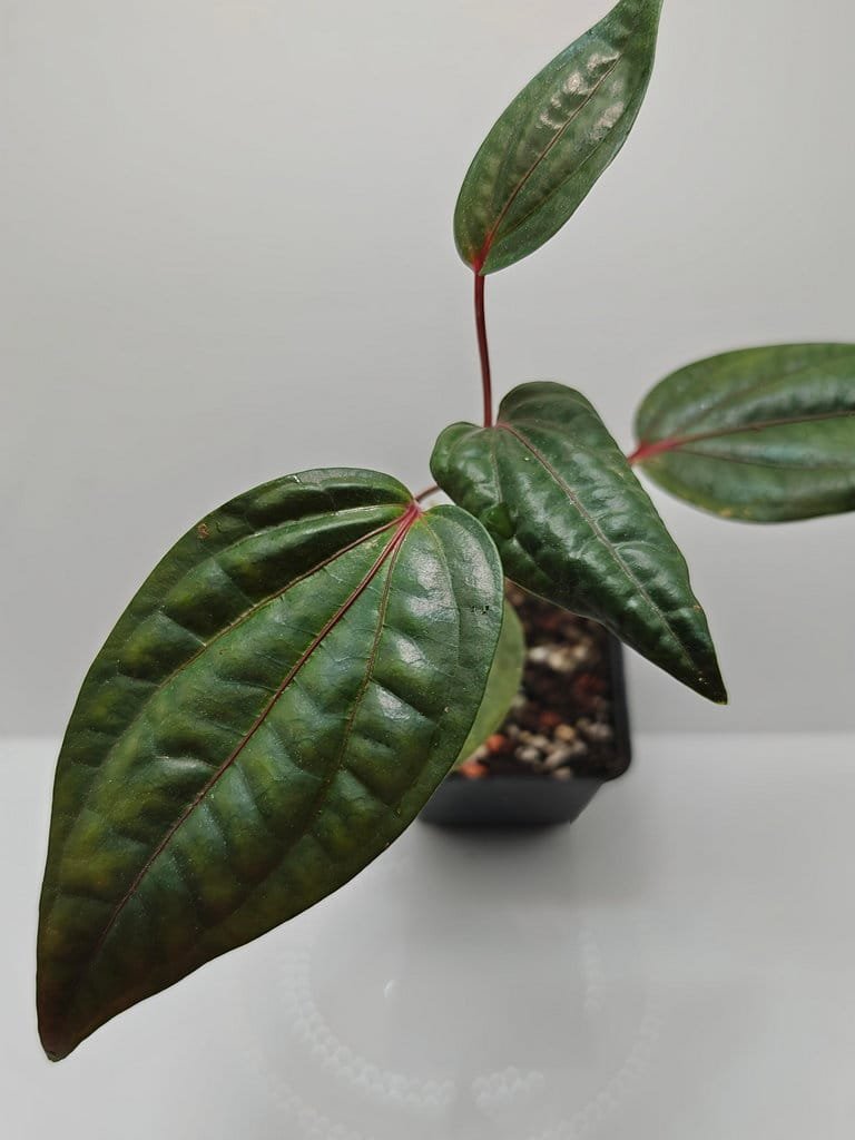 Buy Piper sp Thailand | Zephyr Terra