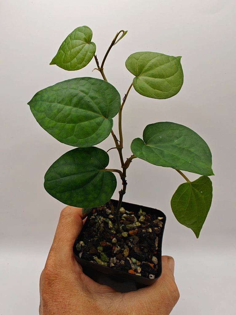 Buy Piper guineense | Zephyr Terra