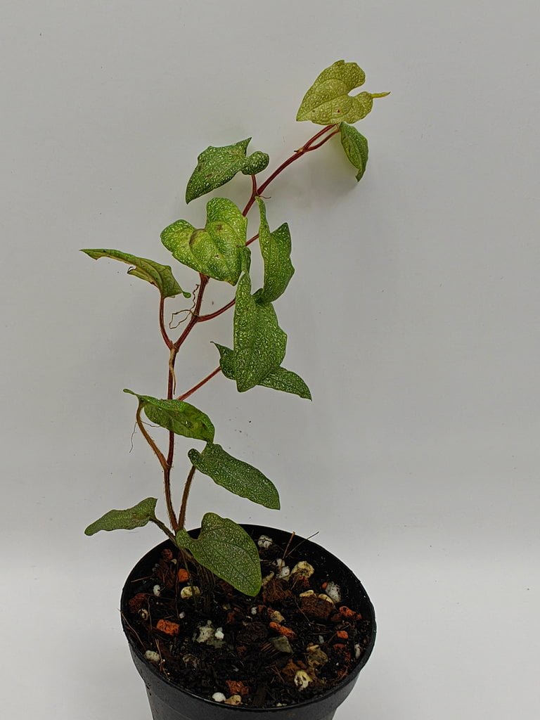 Buy Piper sp Japan | Zephyr Terra