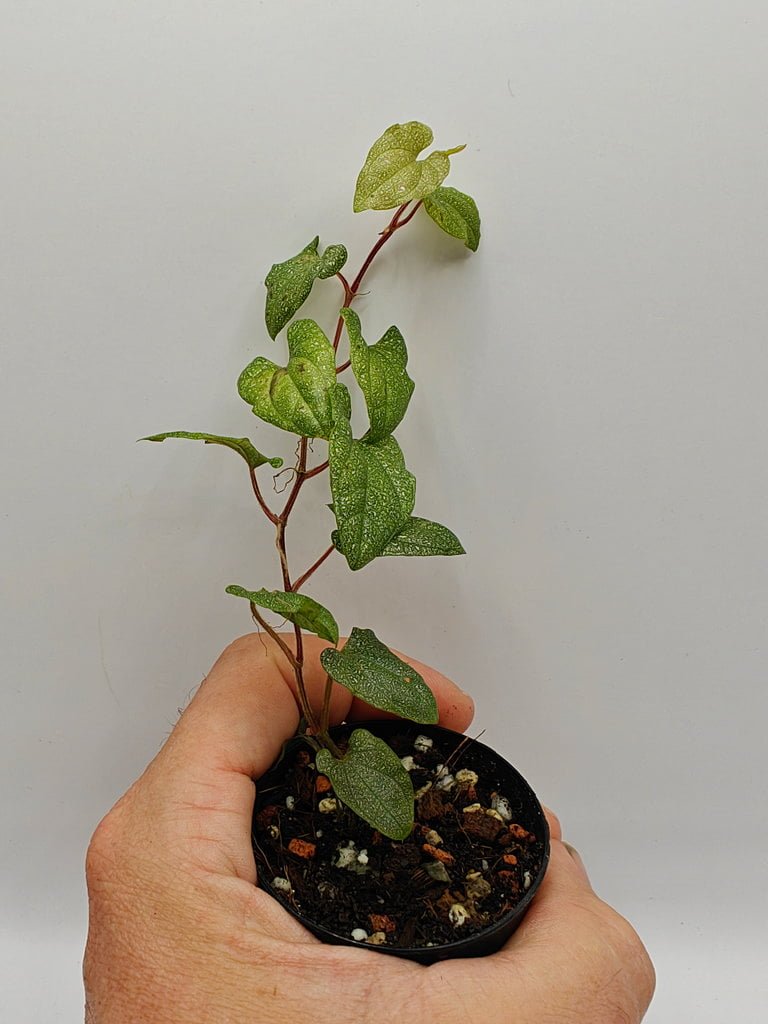 Buy Piper sp Japan | Zephyr Terra