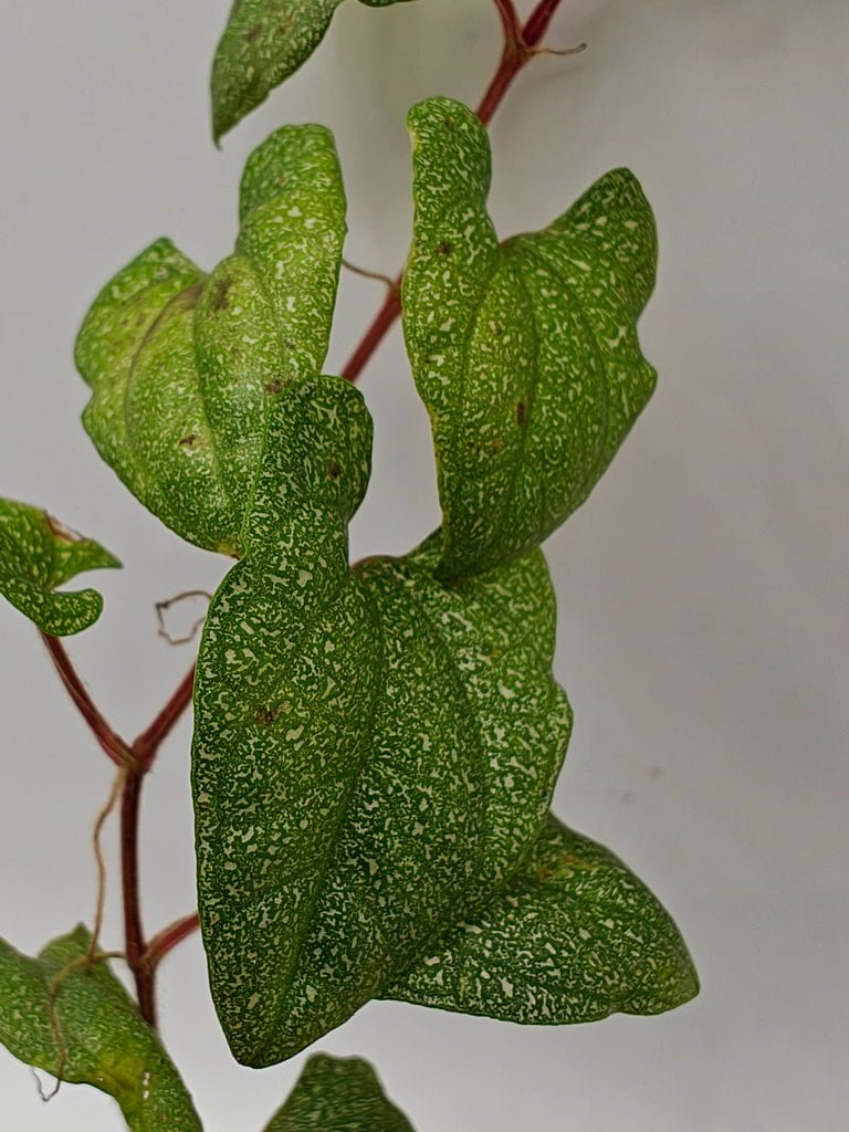 Buy Piper sp Japan | Zephyr Terra