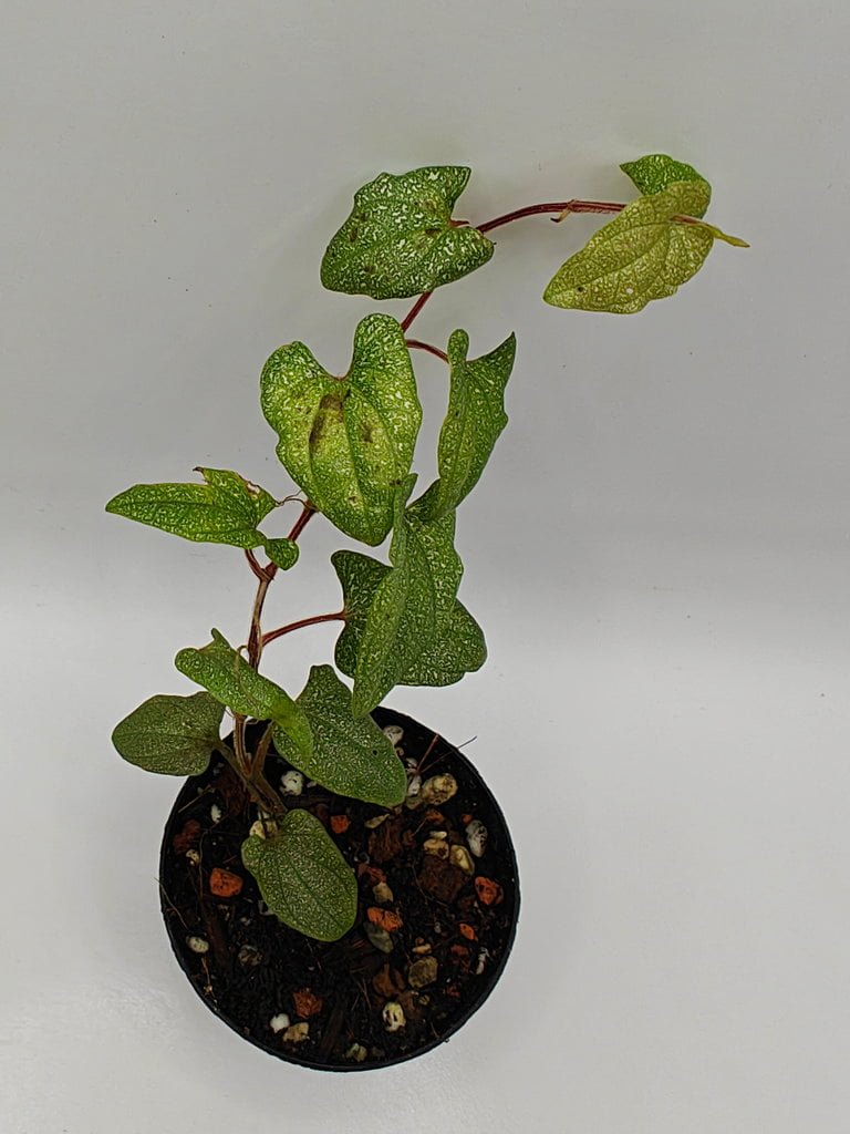 Buy Piper sp Japan | Zephyr Terra