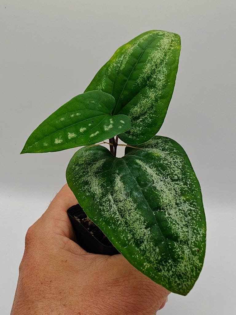 Buy Piper sp Papua | Zephyr Terra