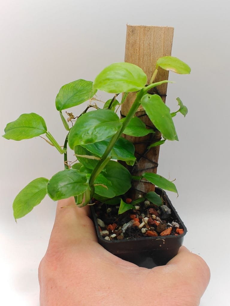 Buy Pothos sp Borneo | Zephyr Terra