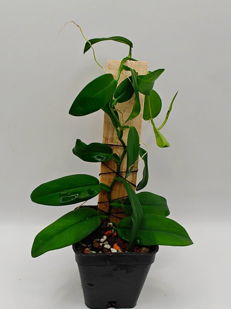 Buy Pothos sp Indonesia | Zephyr Terra