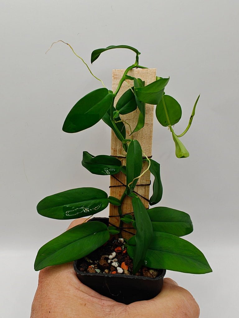Buy Pothos sp Indonesia | Zephyr Terra