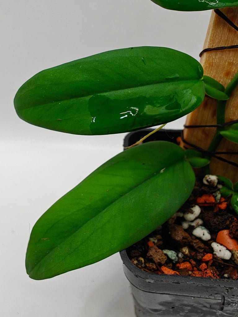 Buy Pothos sp Indonesia | Zephyr Terra