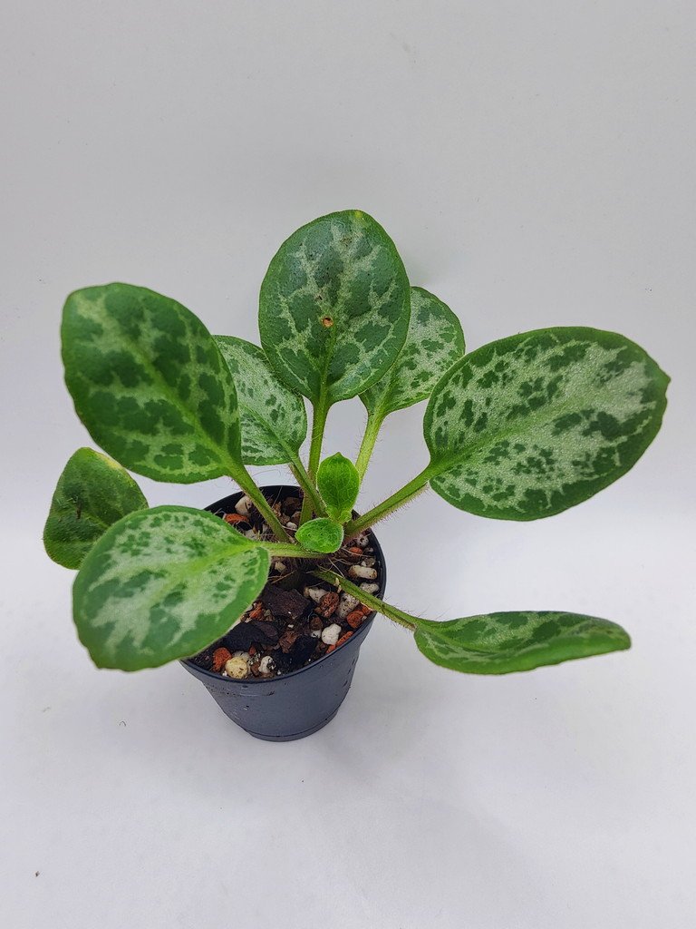 Buy Primulina Yungfuensis Zephyr Terra