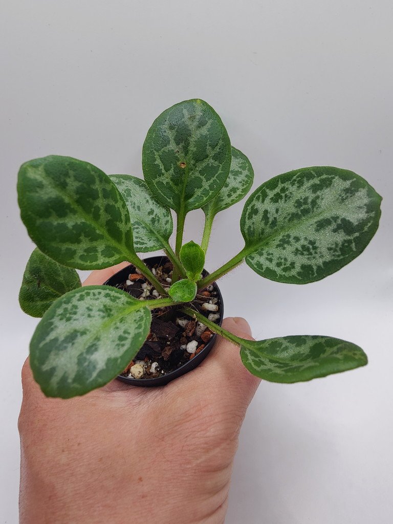 Buy Primulina Yungfuensis Zephyr Terra