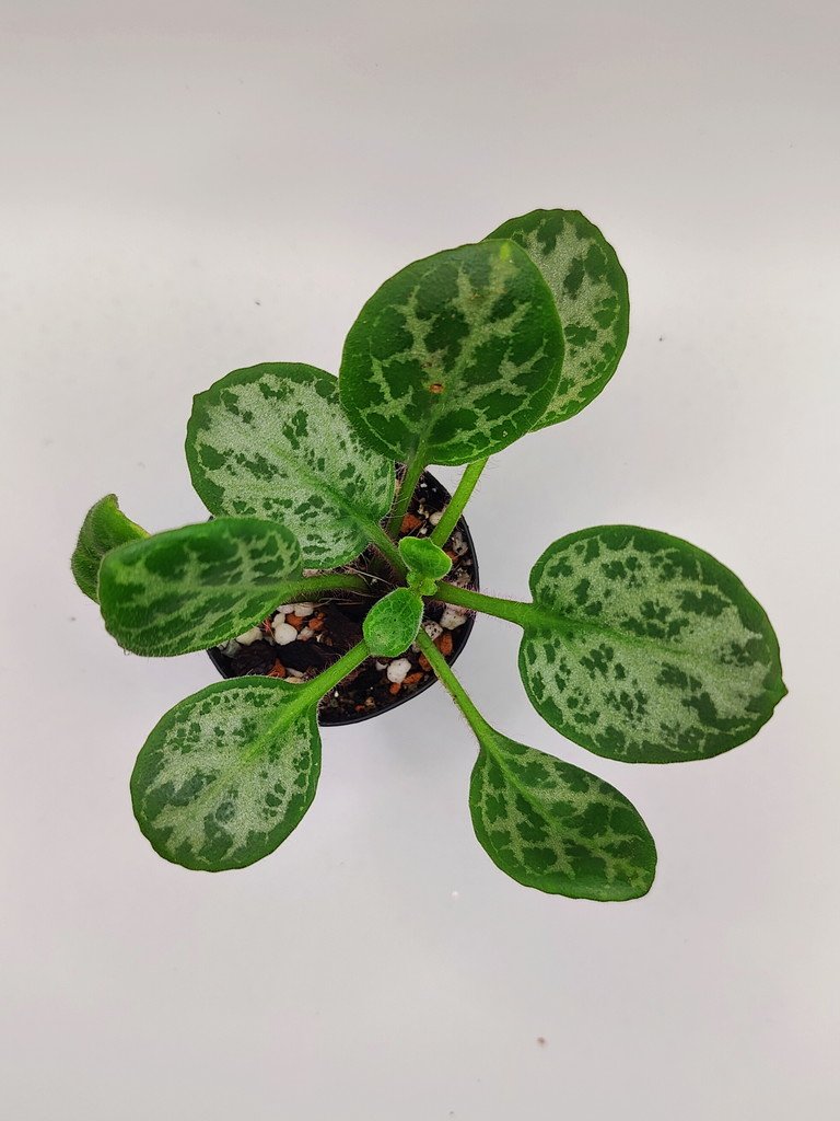 Buy Primulina Yungfuensis Zephyr Terra