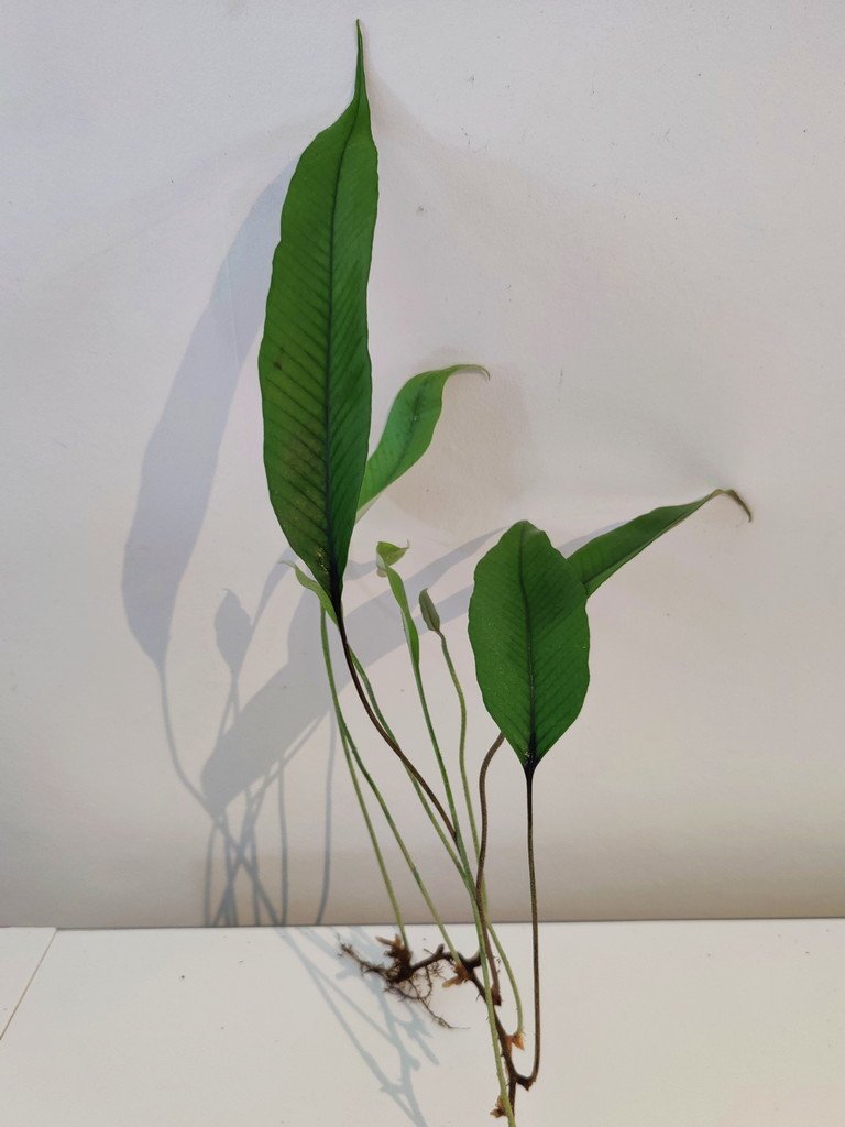 Buy Pyrrosia lingua | Zephyr Terra