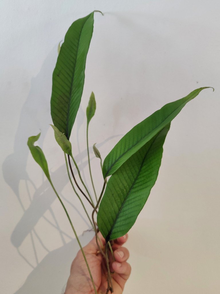 Buy Pyrrosia lingua | Zephyr Terra