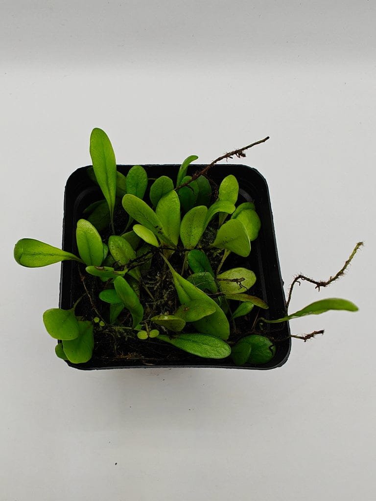 Buy Pyrrosia serpens | Zephyr Terra