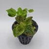 Buy Sarcopyramis sp Sumatra green | Zephyr Terra