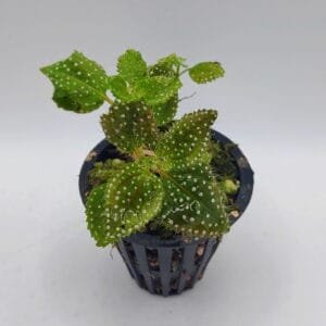 Buy Sarcopyramis sp Sumatra green | Zephyr Terra
